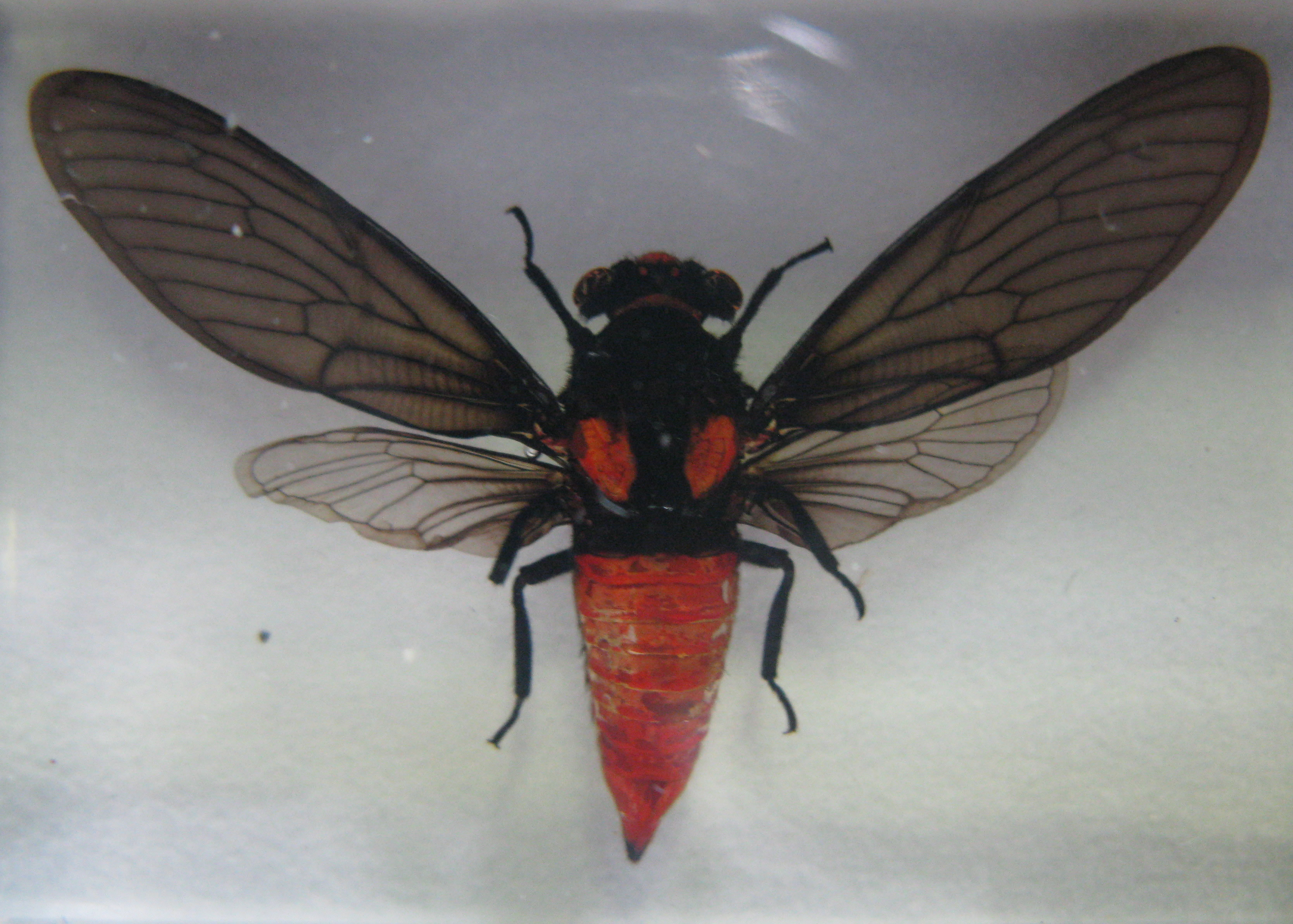 Untitled Document [www.dynamicscience.com.au]