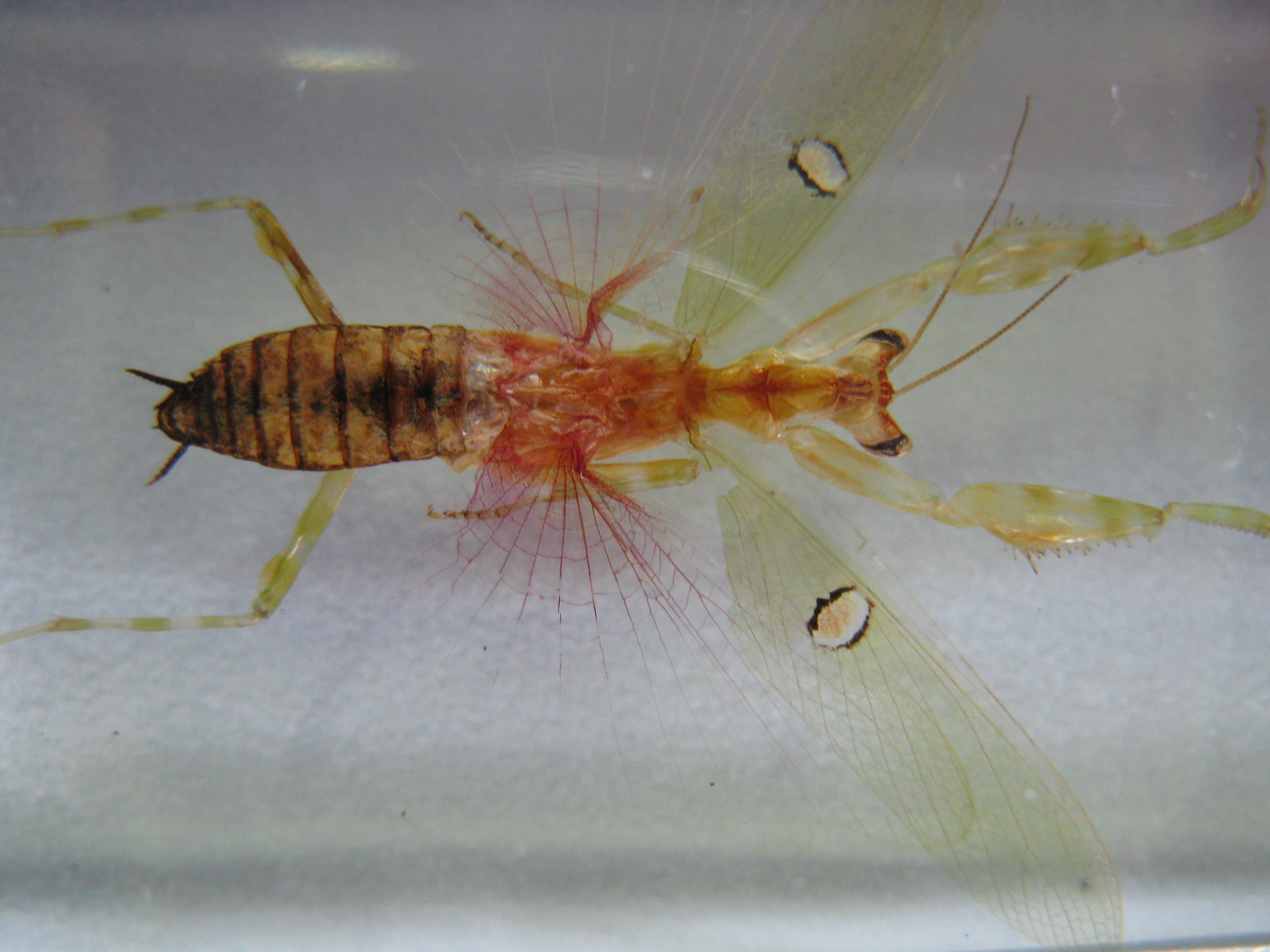 Untitled Document [www.dynamicscience.com.au]