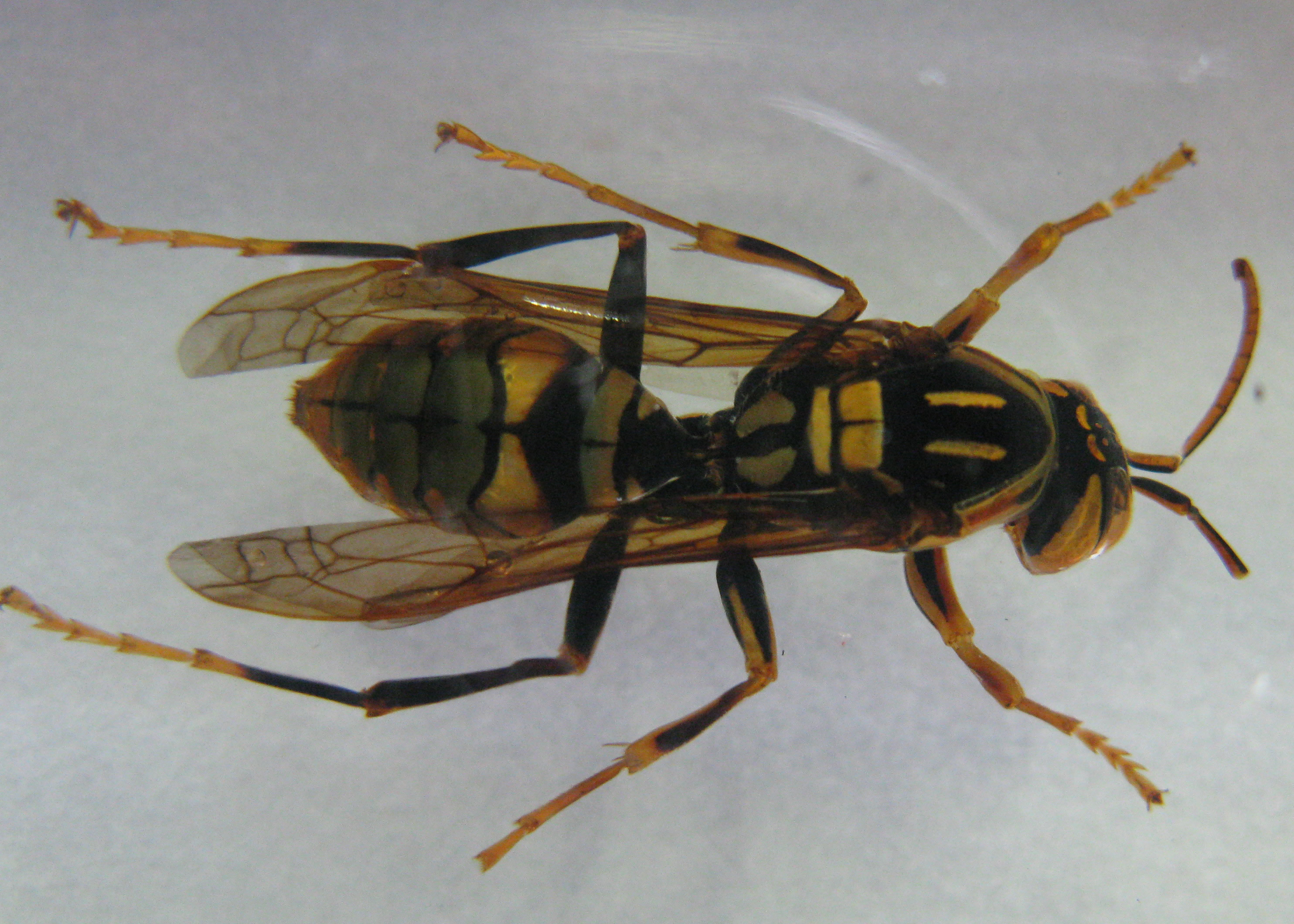 Untitled Document [www.dynamicscience.com.au]