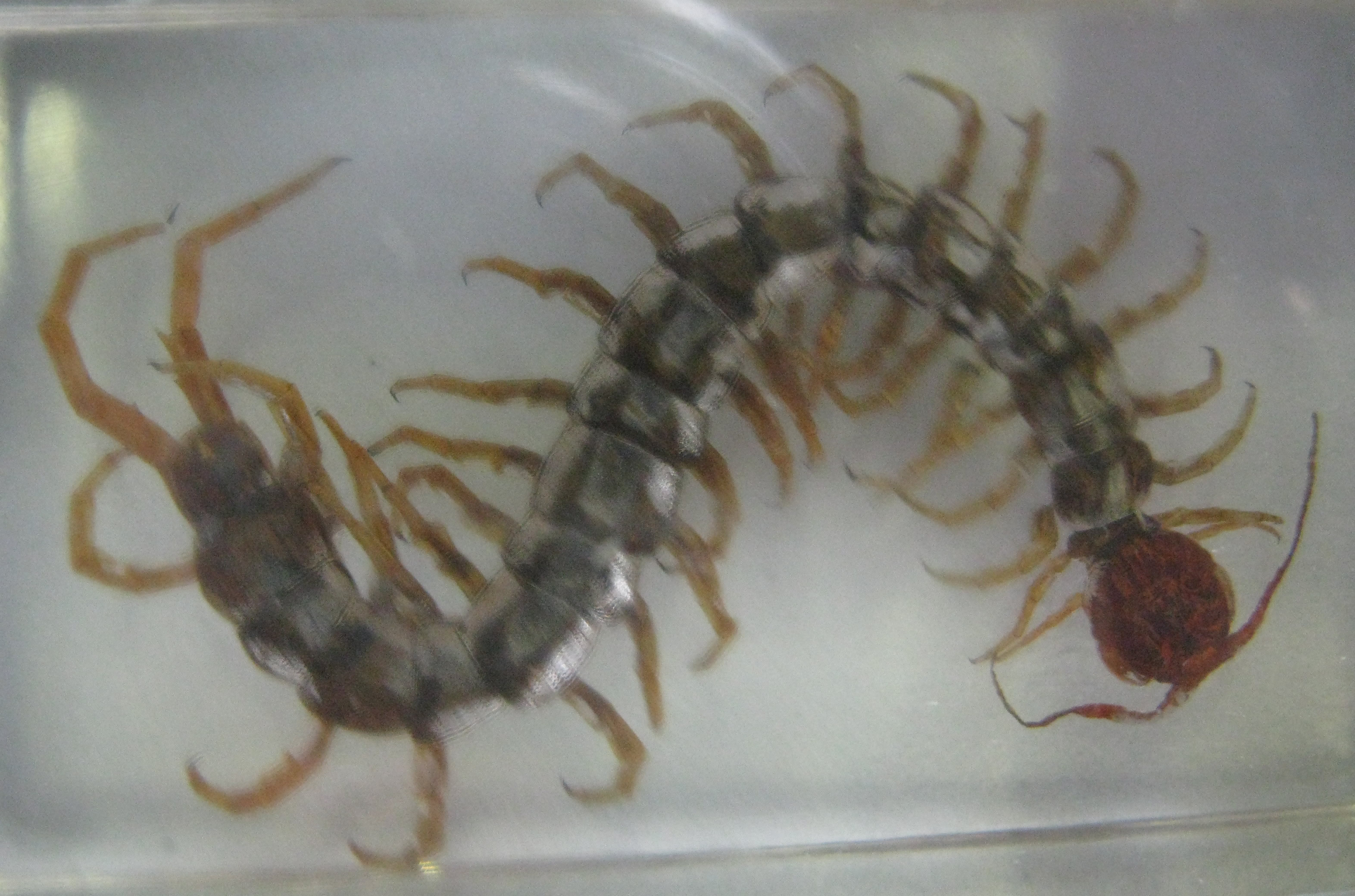 Untitled Document [www.dynamicscience.com.au]