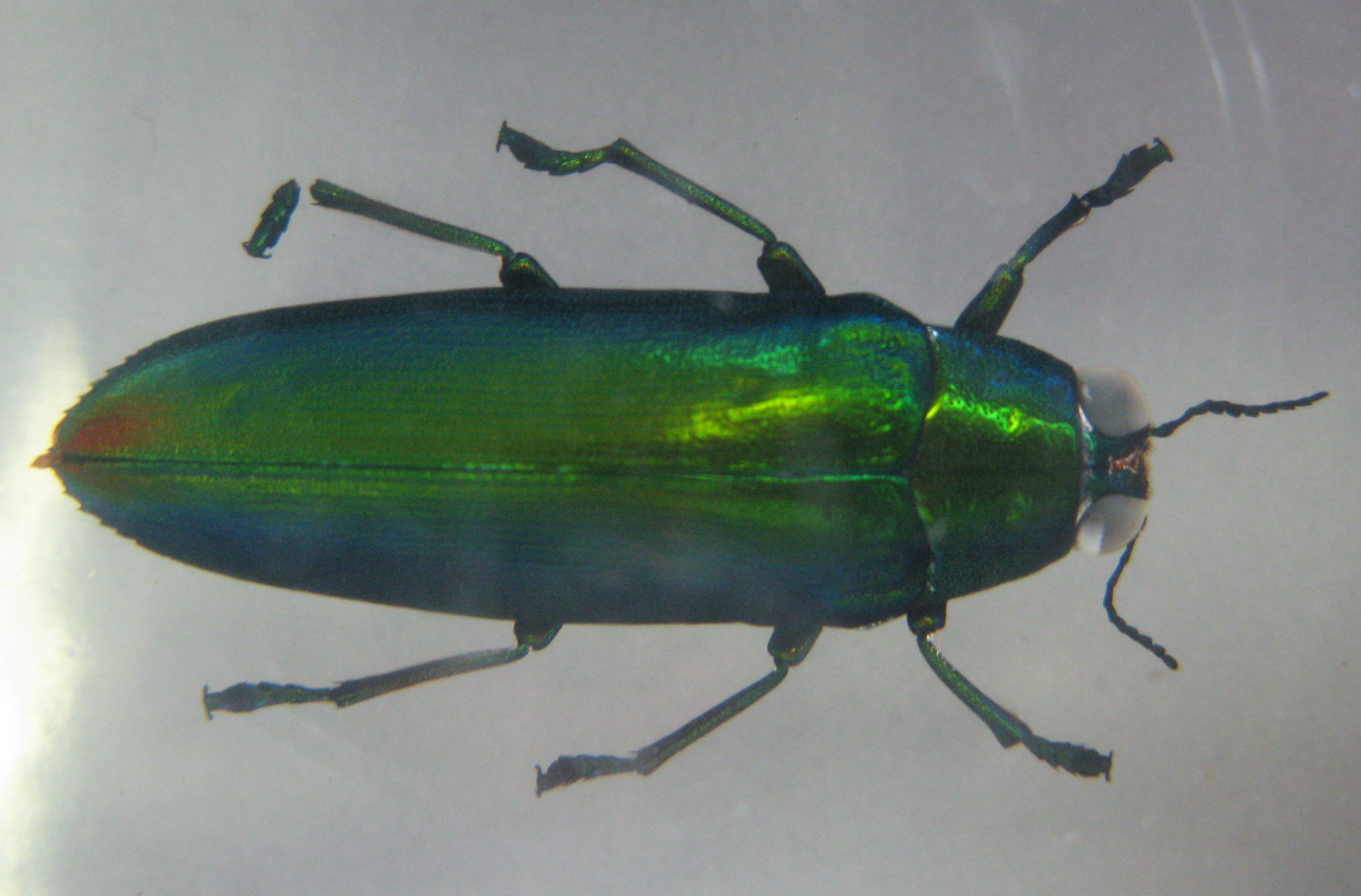 Untitled Document [www.dynamicscience.com.au]