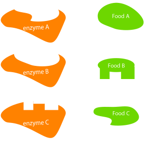 Kitchen science-enzymes-junior science
